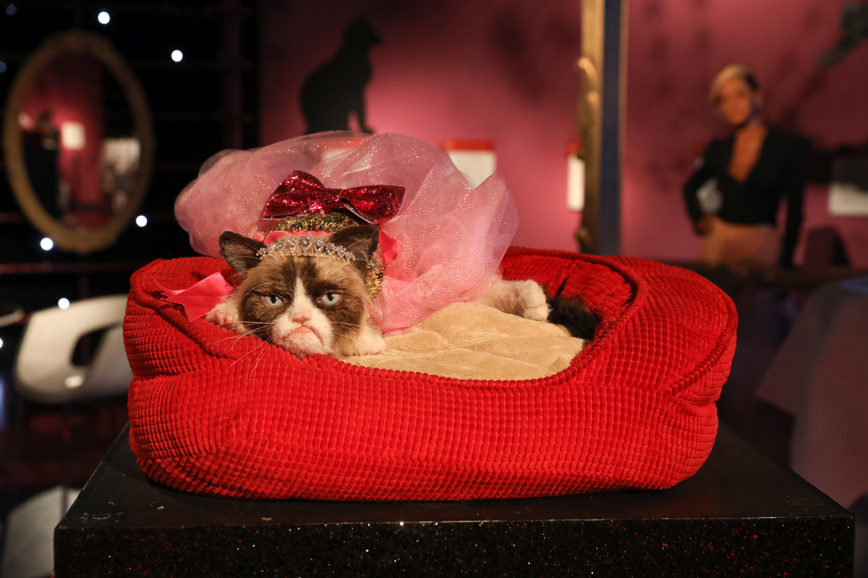 Grumpy Cat ist der neue Star im Wiener Prater