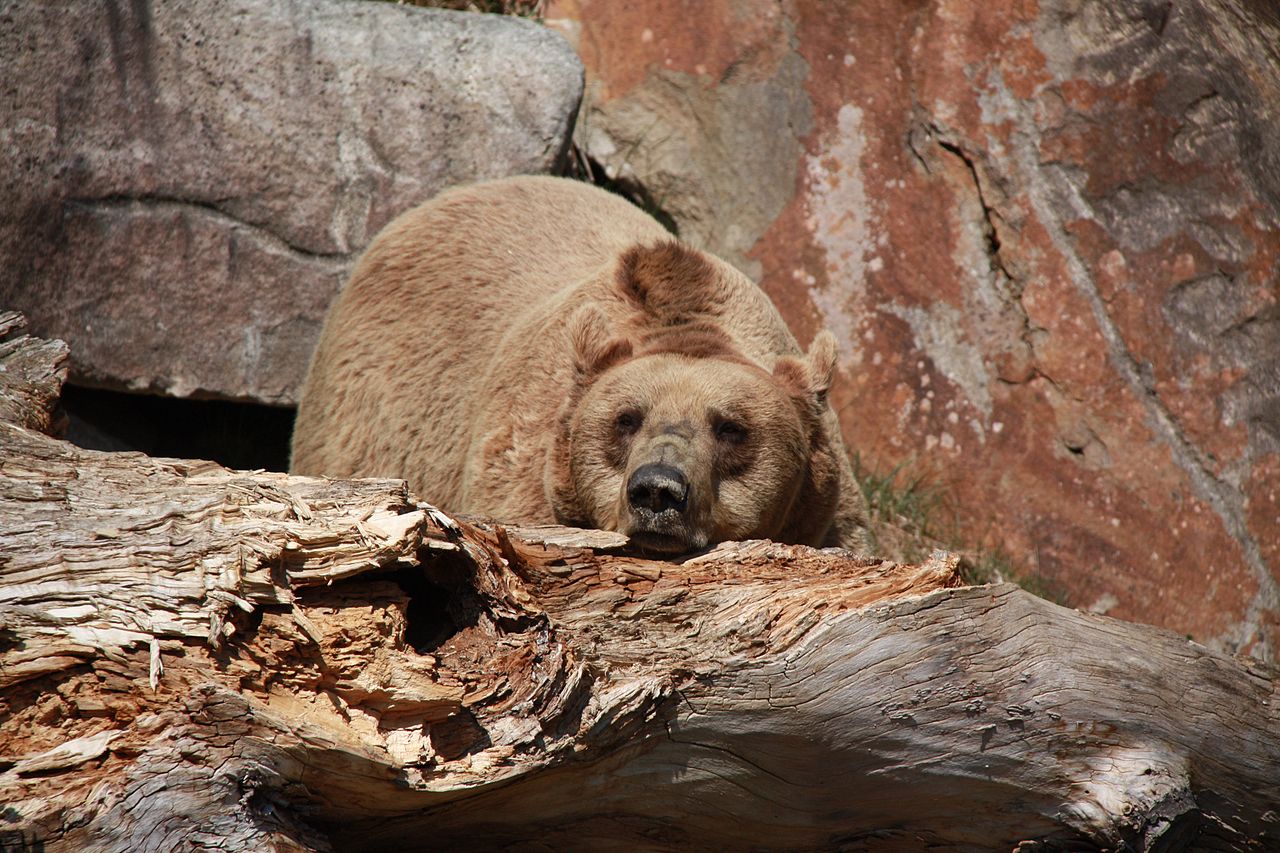Alpenzoo Innsbruck - ein beliebtes Ausflugsziel für Familien