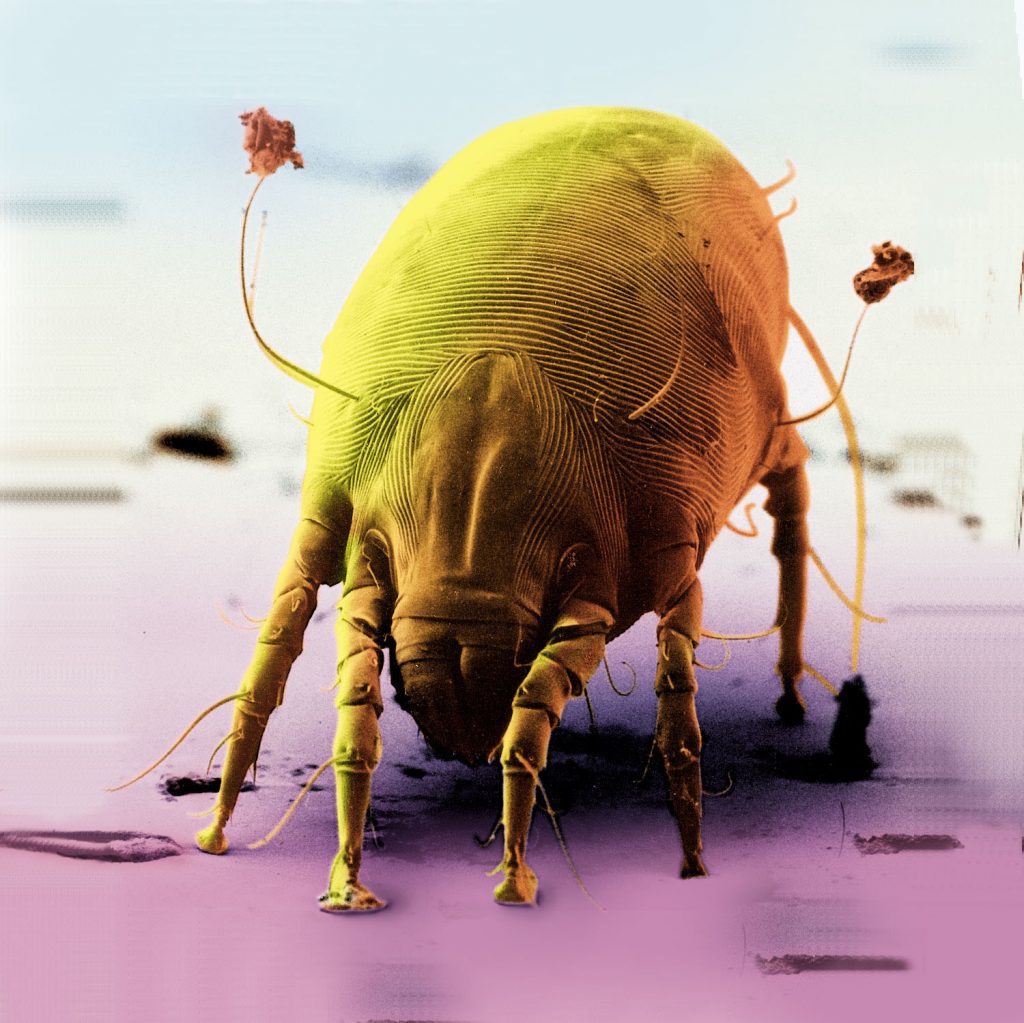 Wenn es kreucht und fleucht - familiii