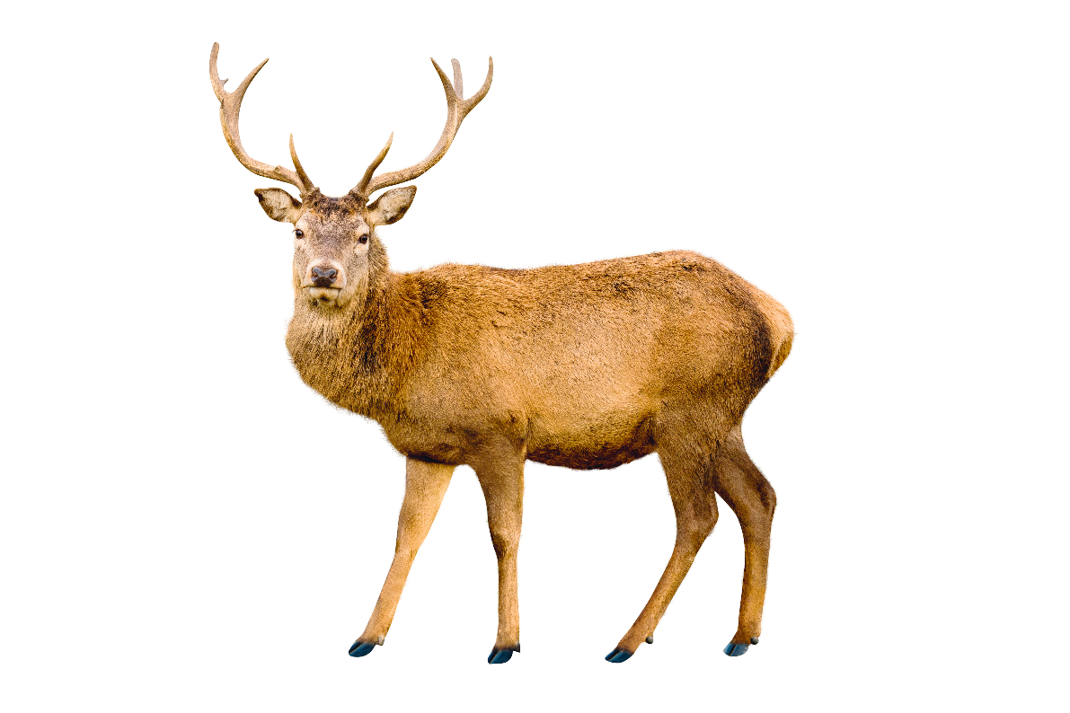 Steckbrief: Der Rothirsch - familiii